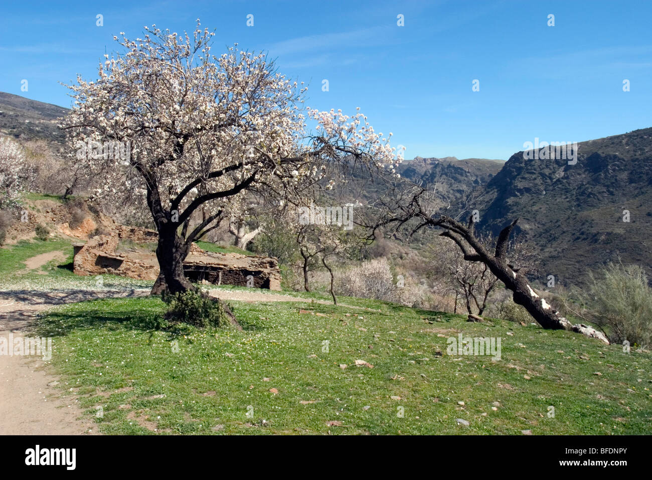 The countryside around La Taha in the Alpugarras is covered with trees ...