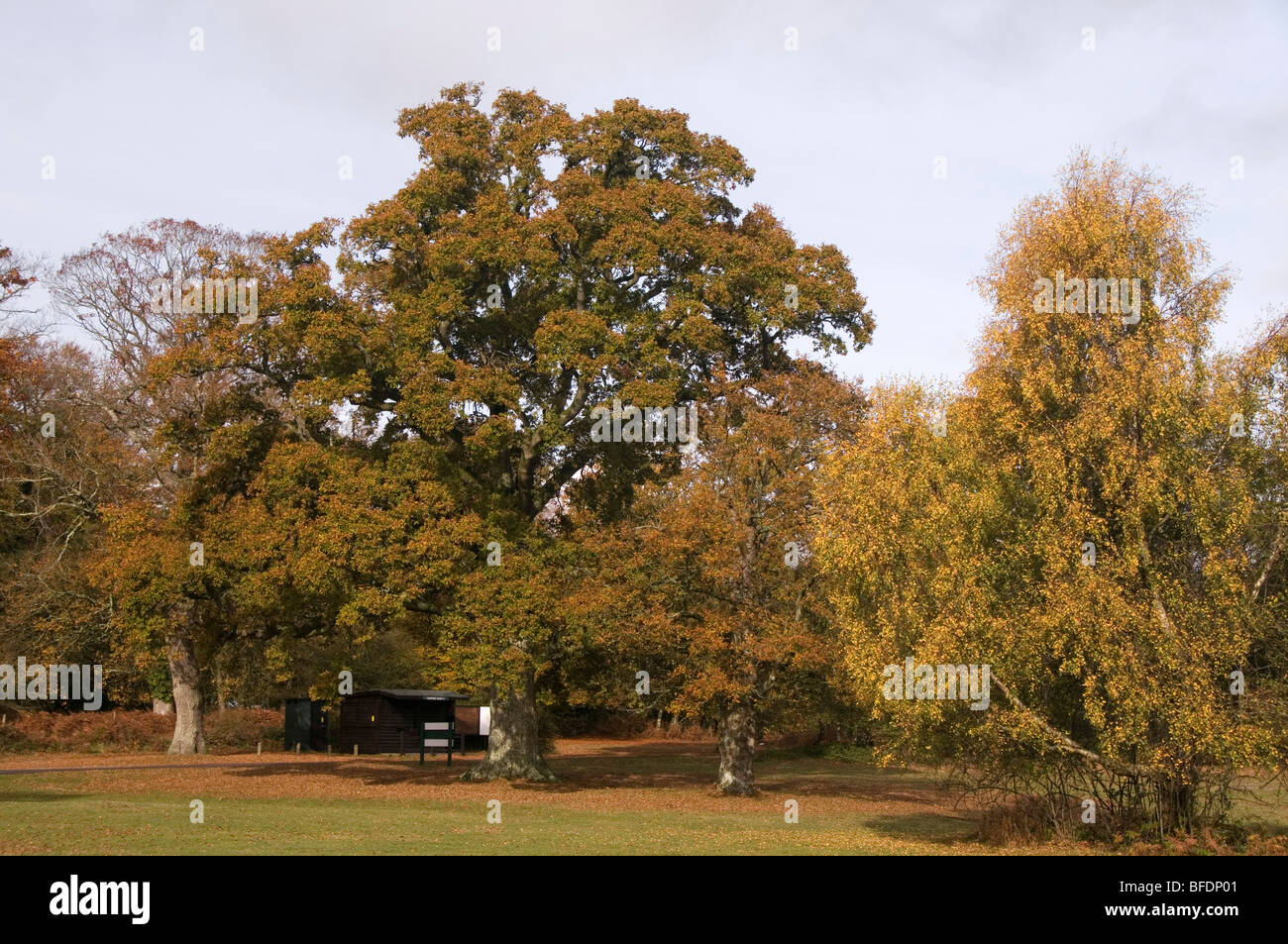 Denny Wood The New Forest Hampshire England UK Stock Photo - Alamy