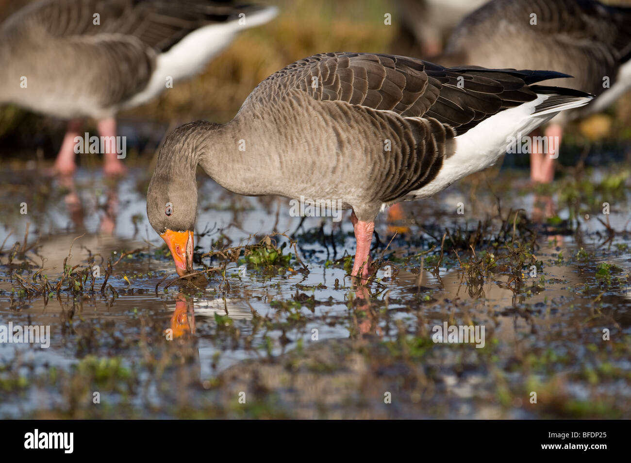 Greylag Goose Anser anser Stock Photo - Alamy