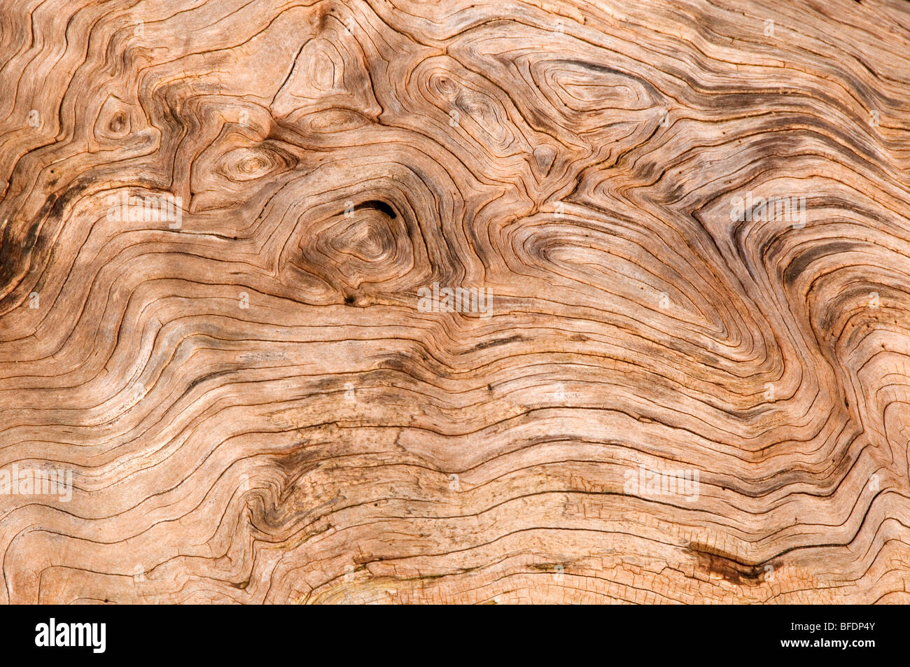Tree Bark Pattern Stock Photo - Alamy