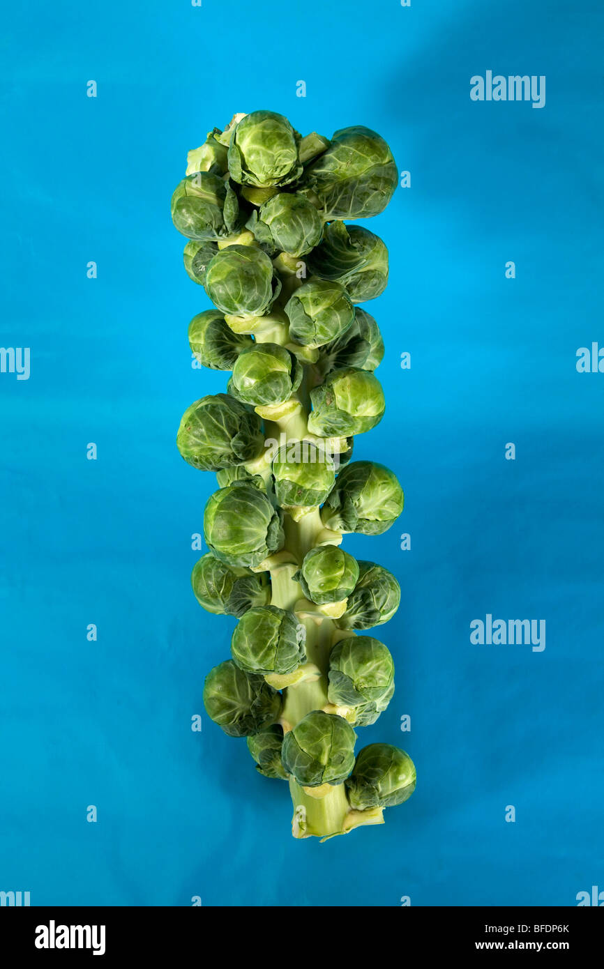 Cabbage stalk hi-res stock photography and images - Alamy