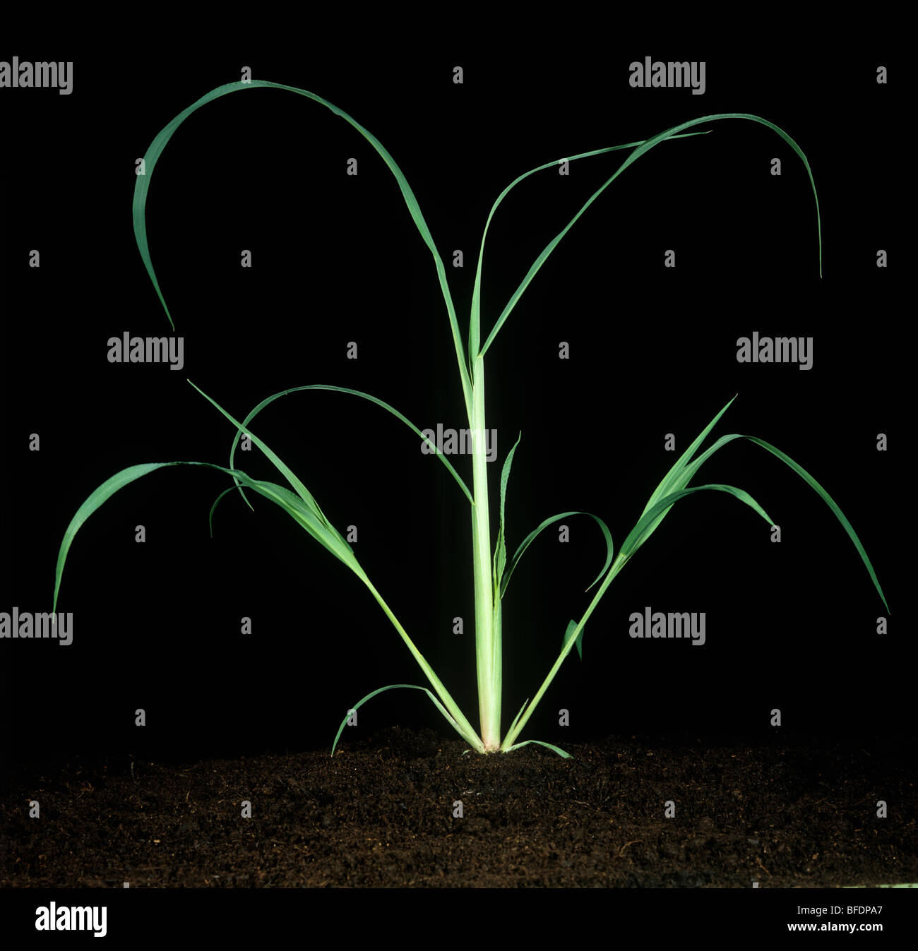 Awnless barnyard grass (Echinochloa colonum) large tillering plant ...