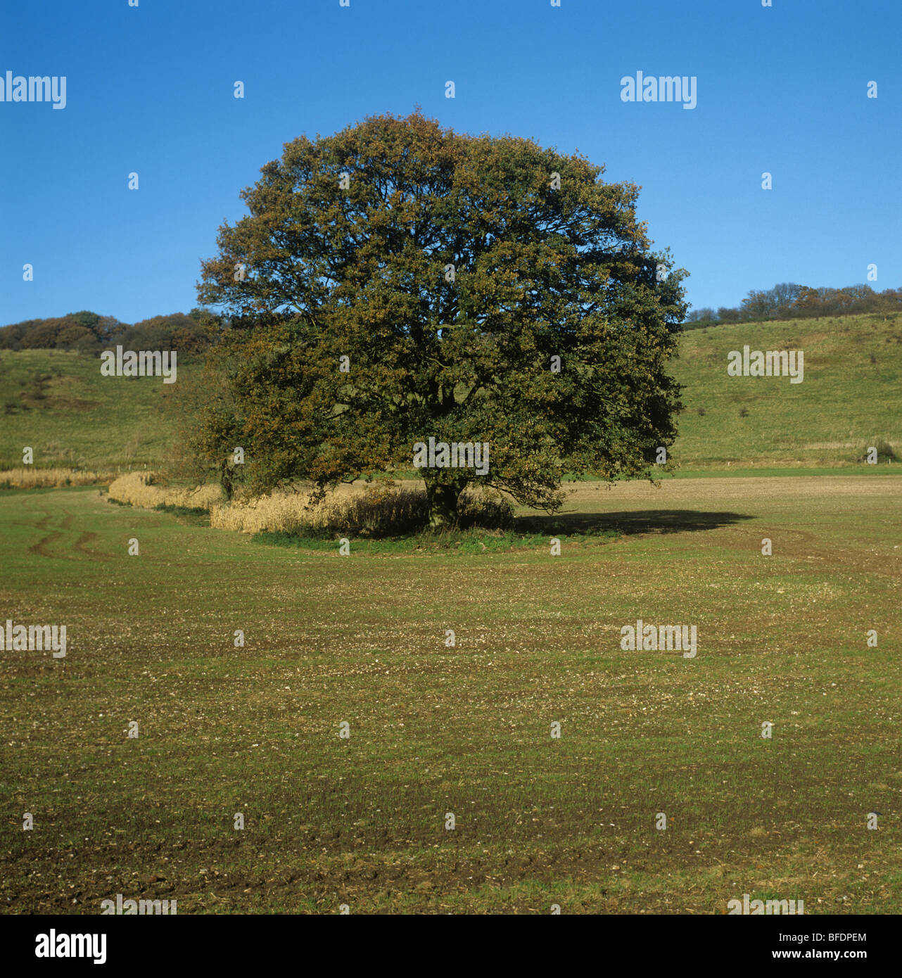 Single oak tree (Quercus robur) beginning to change to autumn colours ...