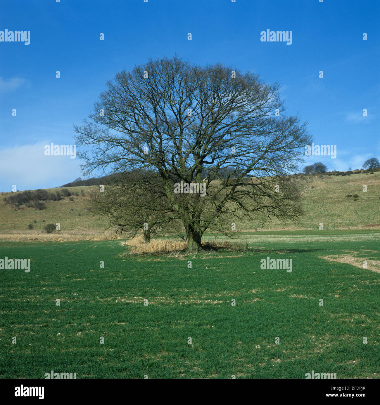 Leafless Oak Tree High Resolution Stock Photography and Images - Alamy