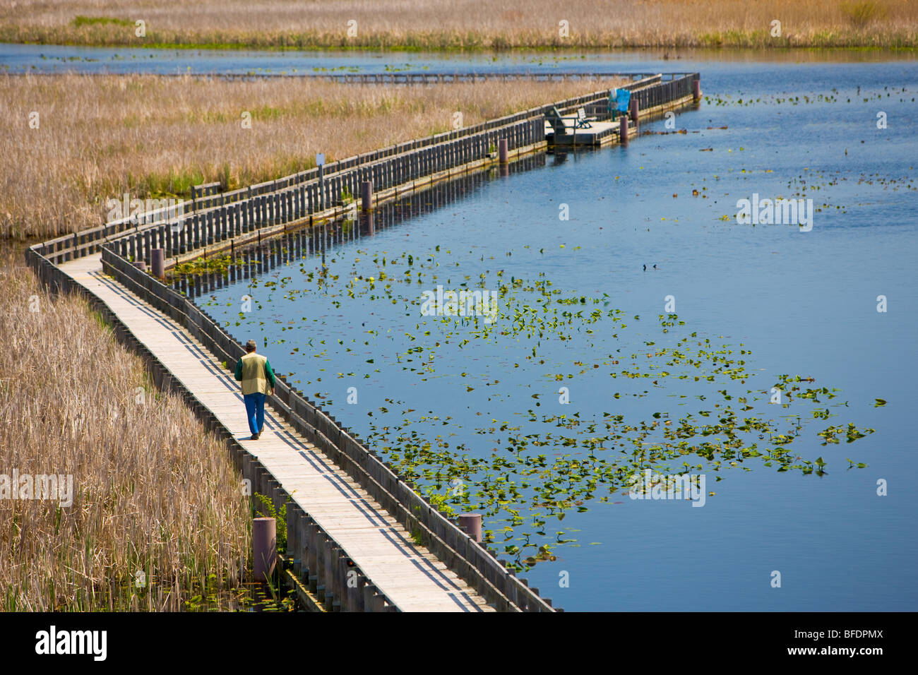 Person walking along the Marsh Boardwalk in Point Pelee National Park ...