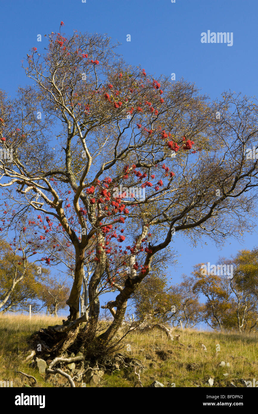 Green ash tree uk hi-res stock photography and images - Alamy