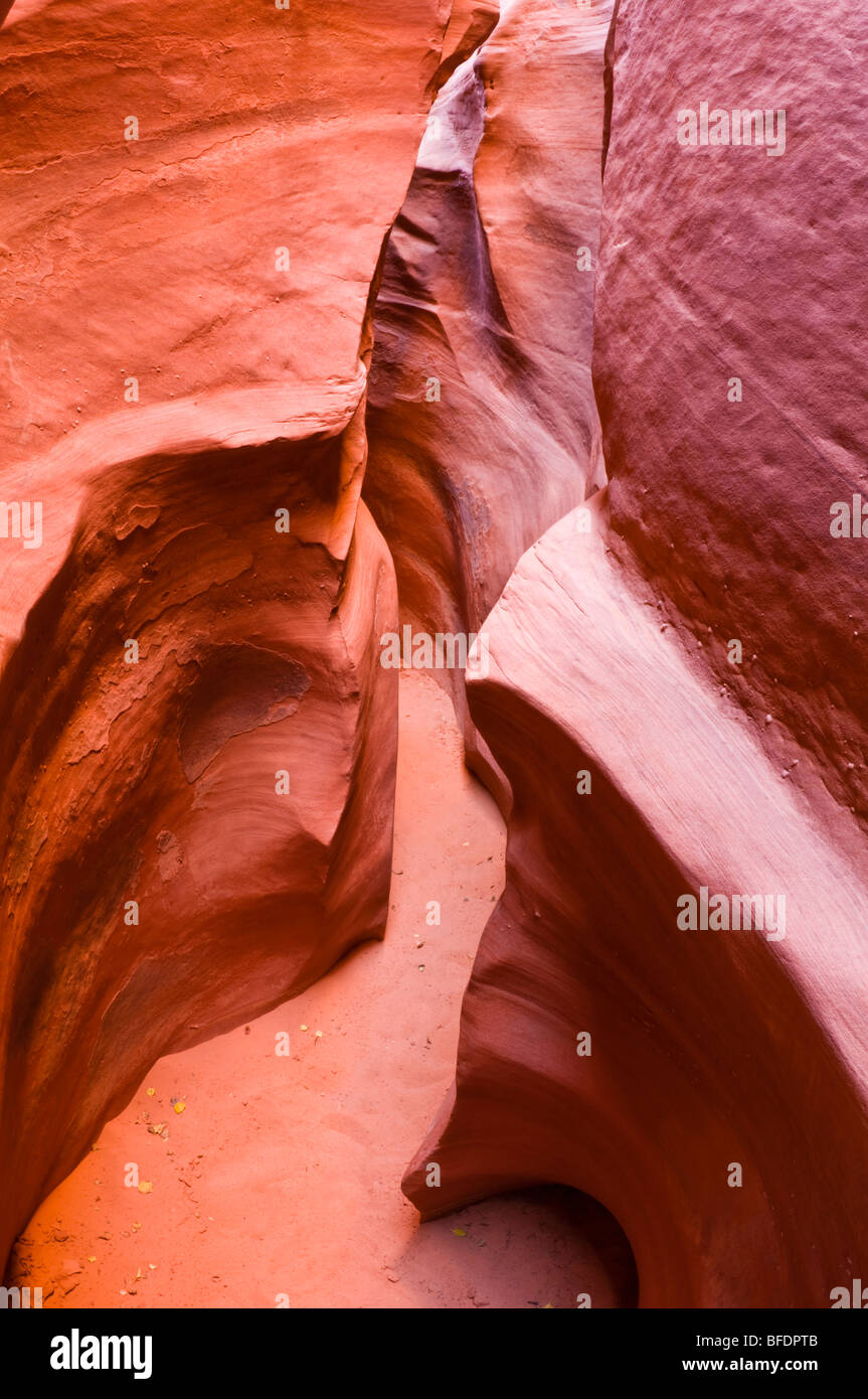 Slot canyon in Spooky Gulch, Grand Staircase-Escalante National ...