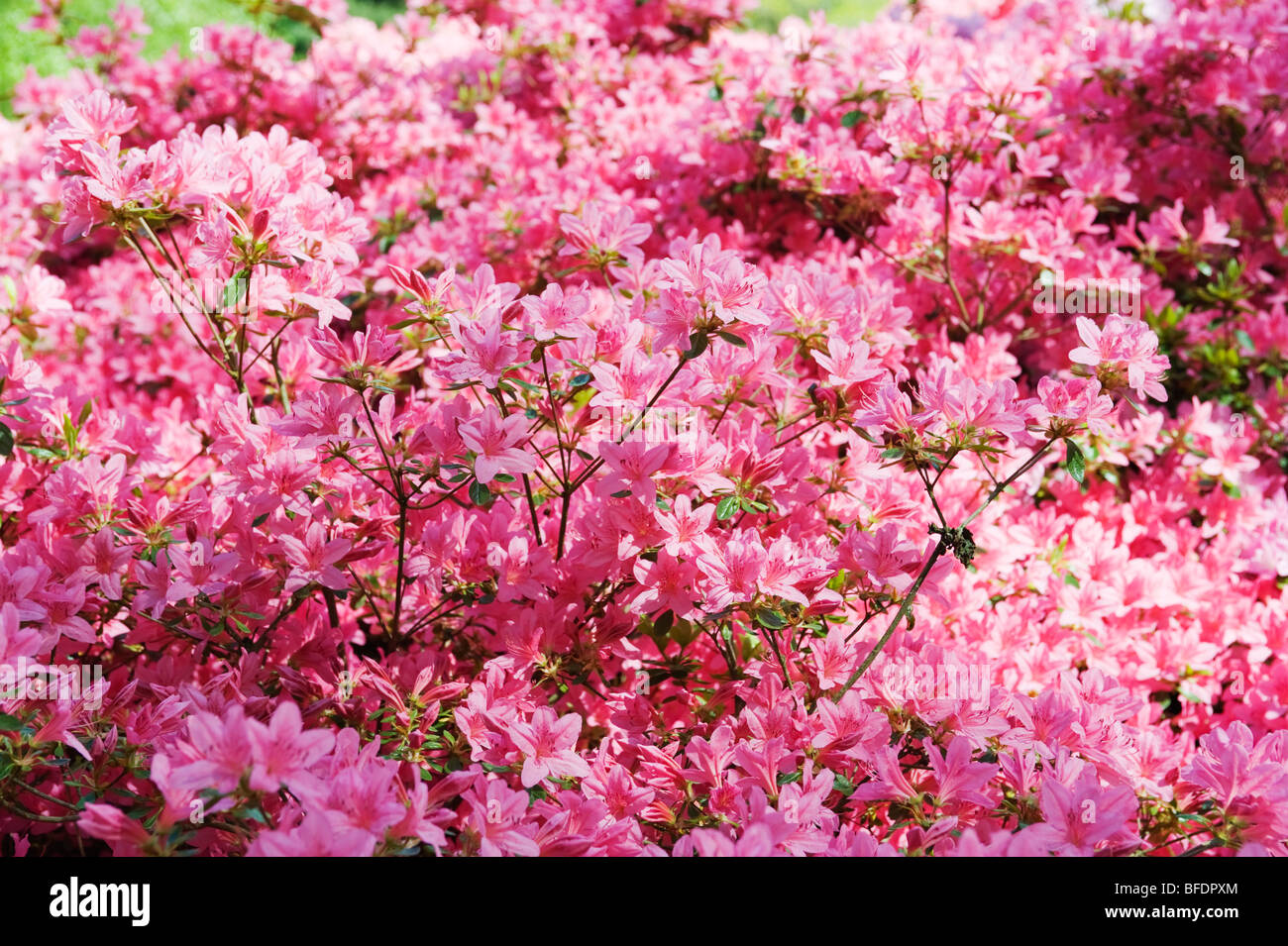 Pink Azalea blossom Stock Photo - Alamy