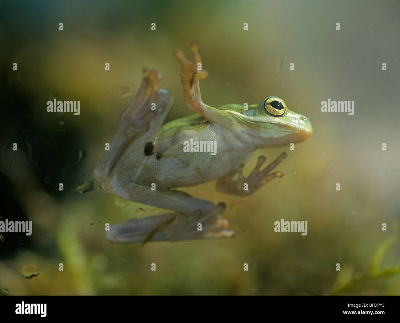 An American green tree frog climbing up a windowpane Stock Photo - Alamy