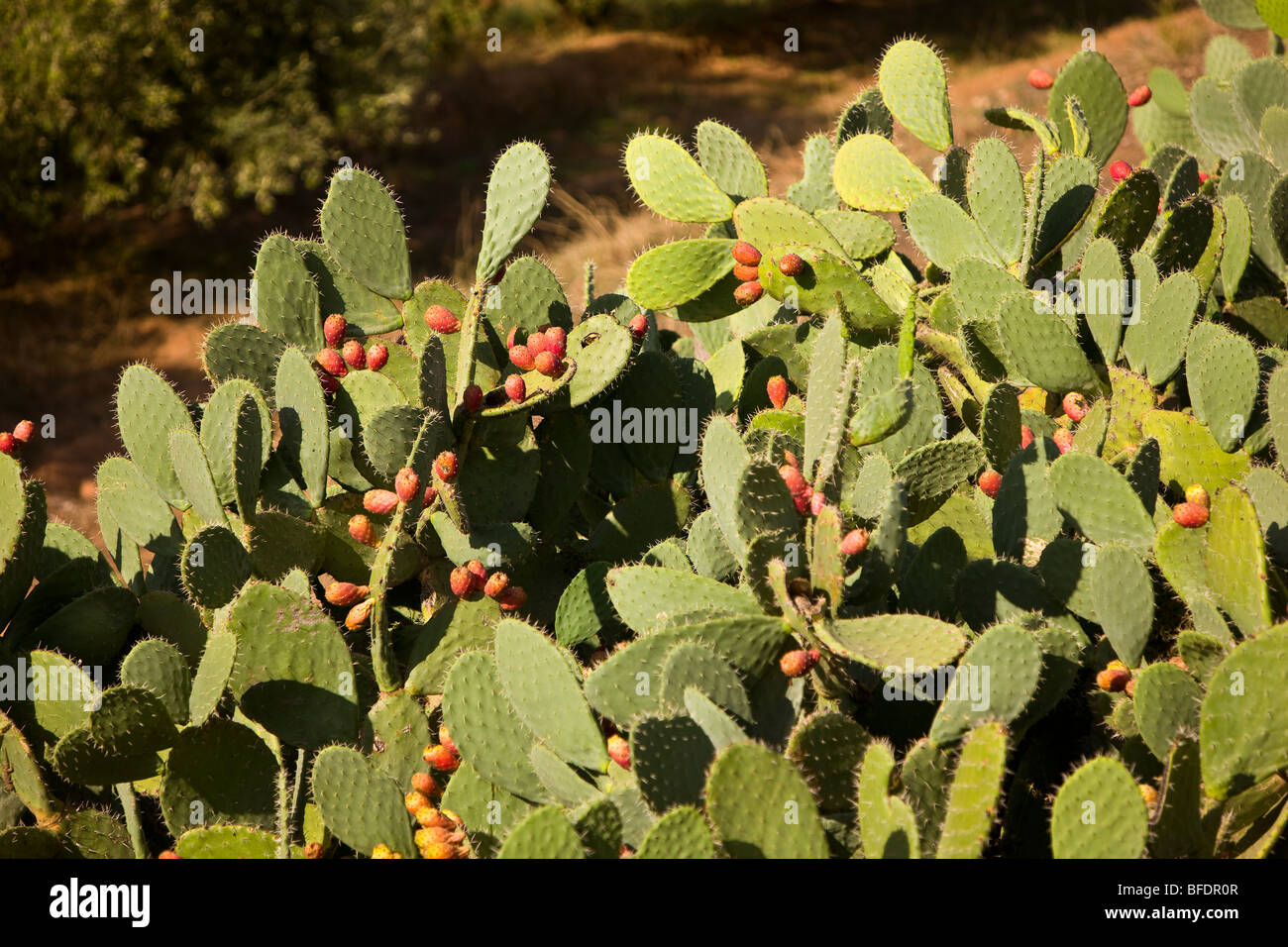 Morocco cactus hi-res stock photography and images - Alamy