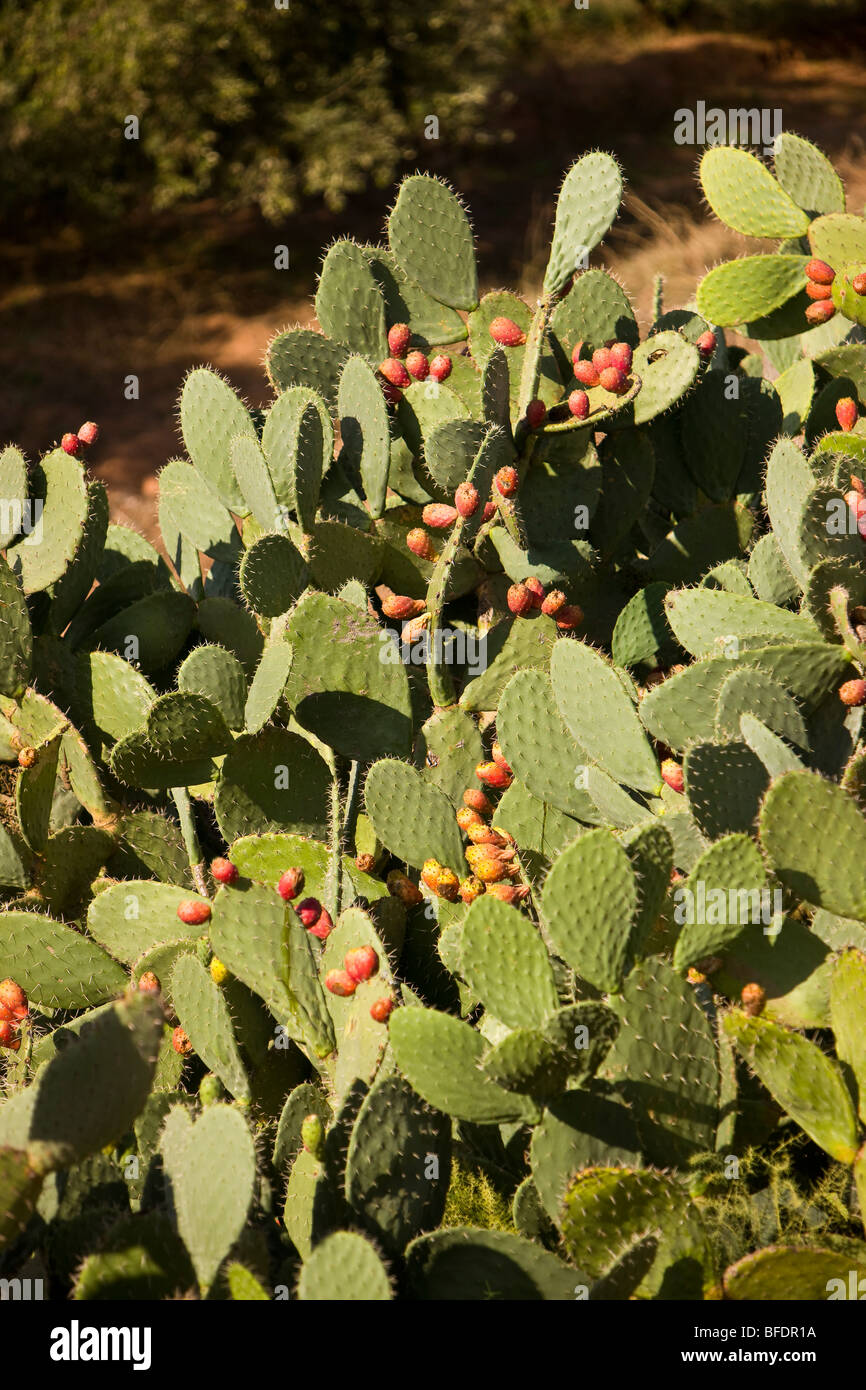 MOROCCO - Cactus in Atlas mountains Stock Photo - Alamy
