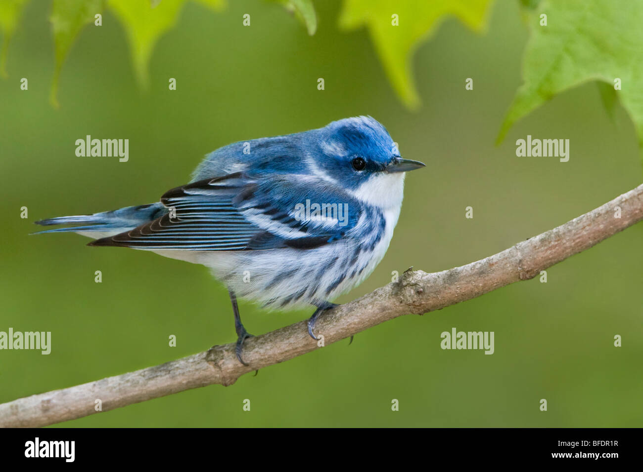 Dendroica cerulea hi-res stock photography and images - Alamy