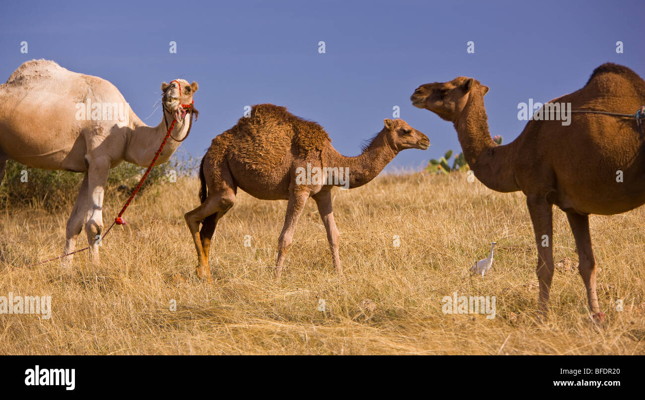 MOROCCO - Camels in Atlas mountains Stock Photo - Alamy