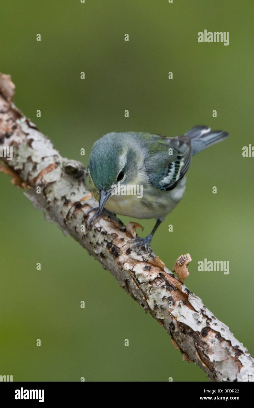 Cerulean warbler hi-res stock photography and images - Alamy