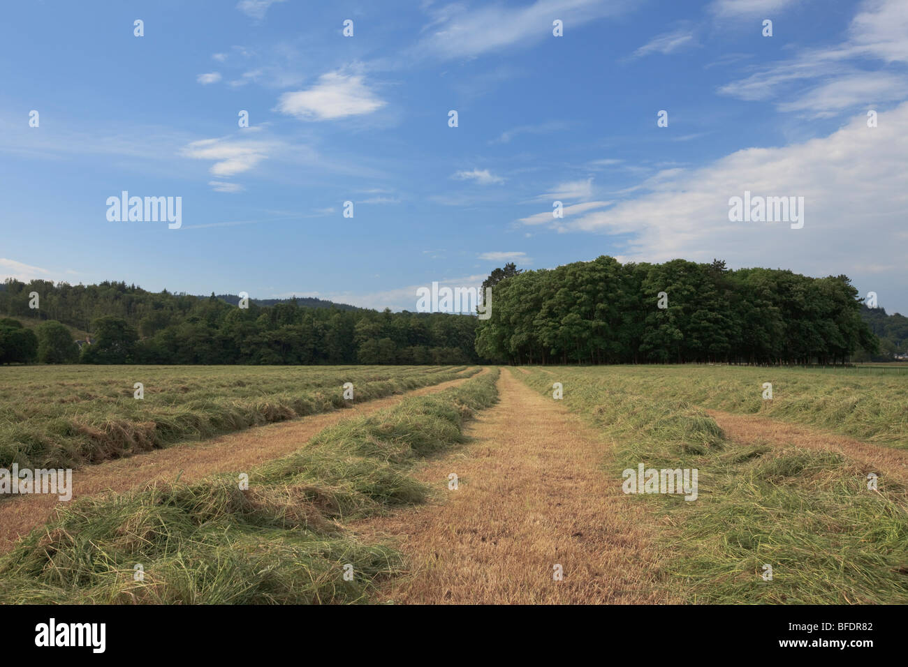 Freshly cut field of wheat Stock Photo - Alamy