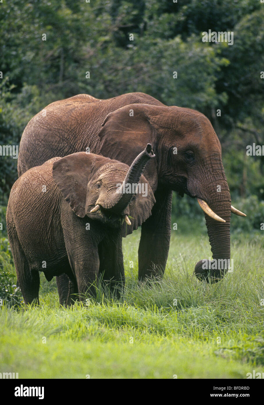 A cow elephant and her calf in Aberdare National Park, Kenya Stock ...