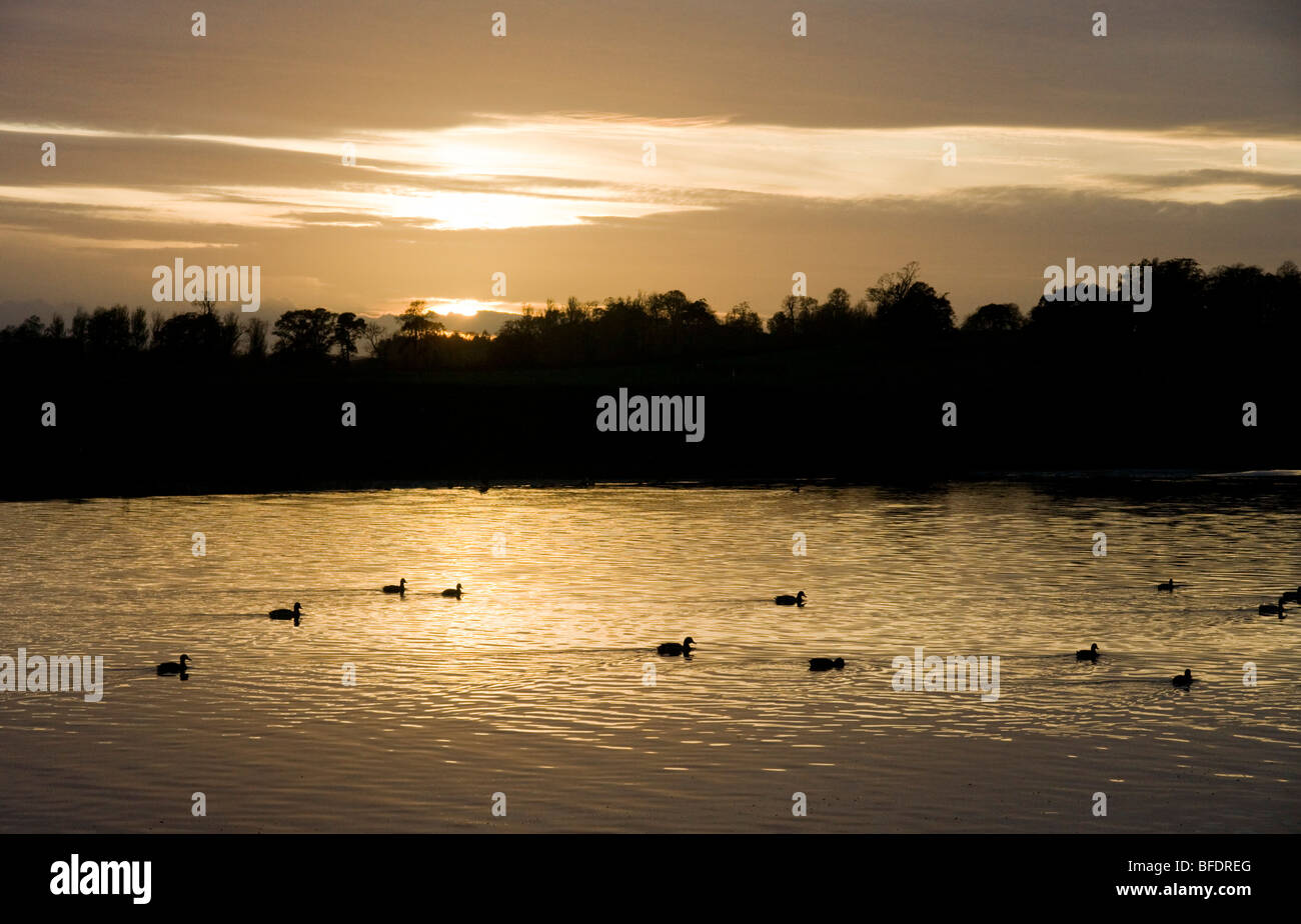 The River Tweed at Kelso Scotland sunset view in October with ducks ...