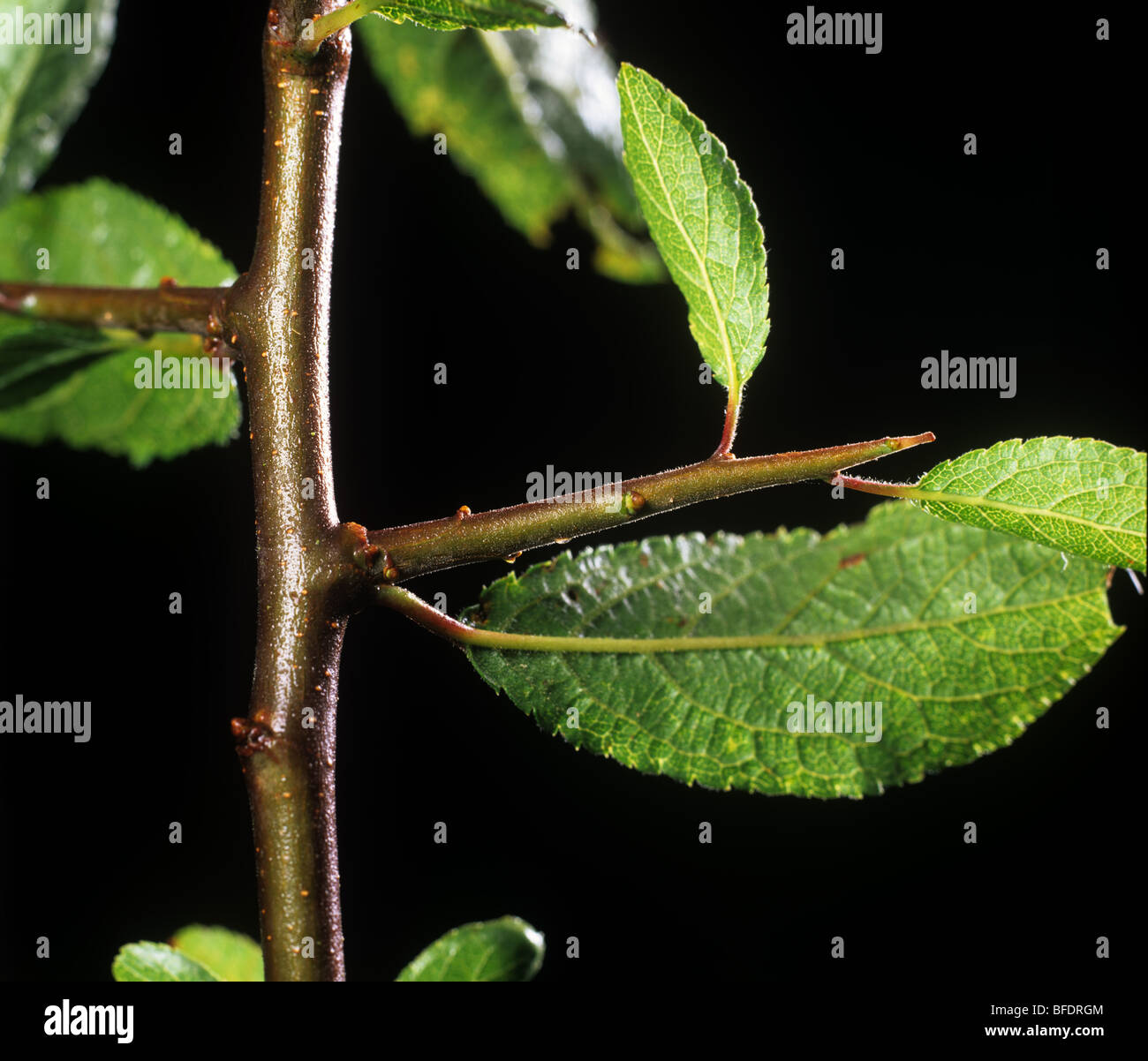Vicious thorn on young blackthorn (Prunus spinosa) wood Stock Photo - Alamy