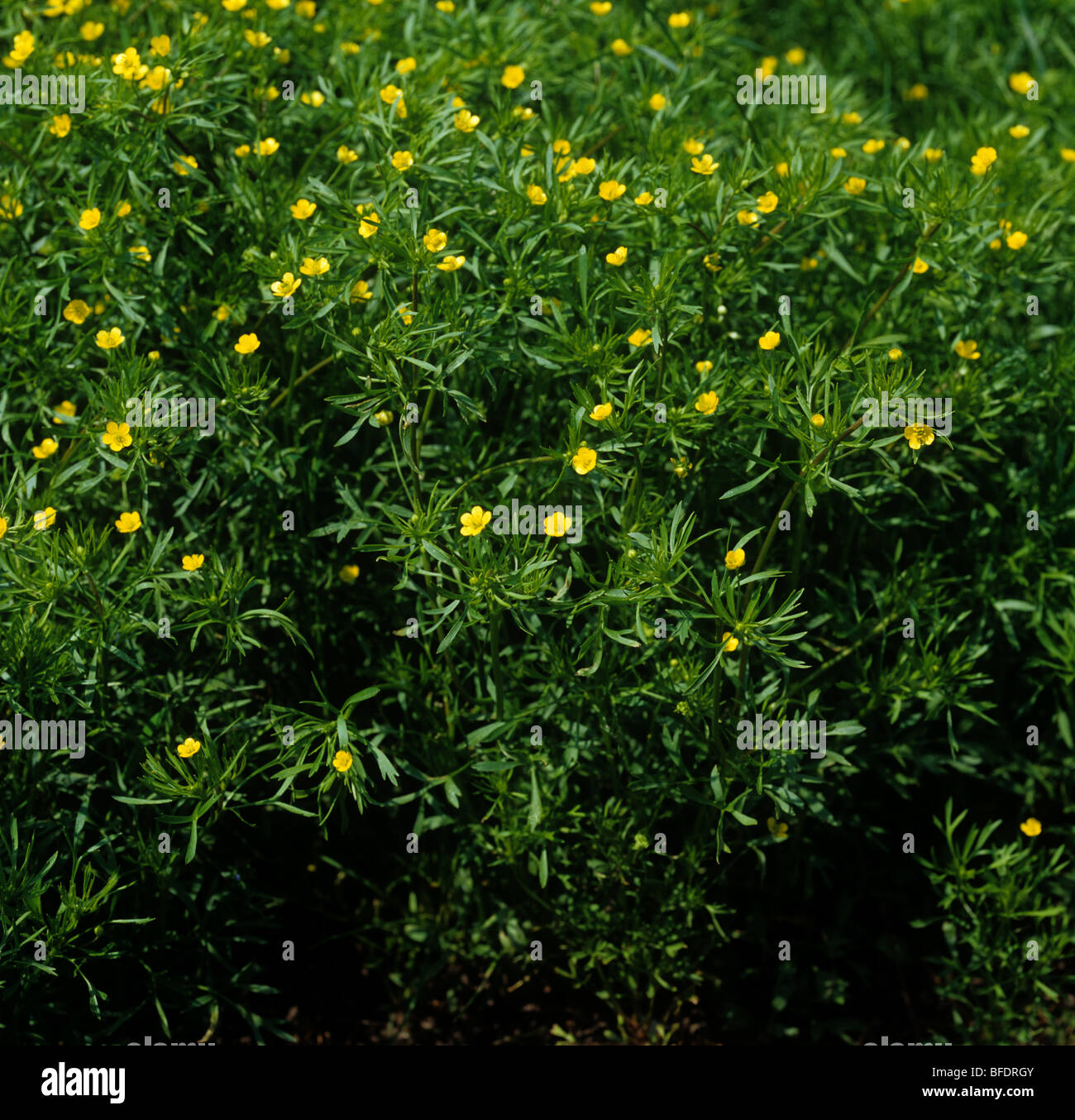 Corn buttercup (Ranunculus arvensis) plant in flower Stock Photo - Alamy