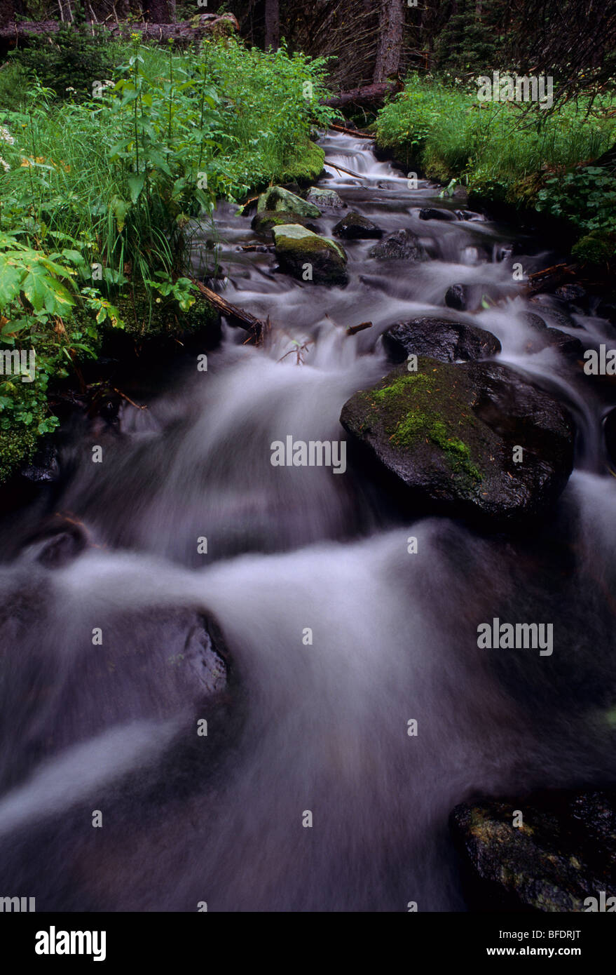 Stream rainforest hi-res stock photography and images - Alamy