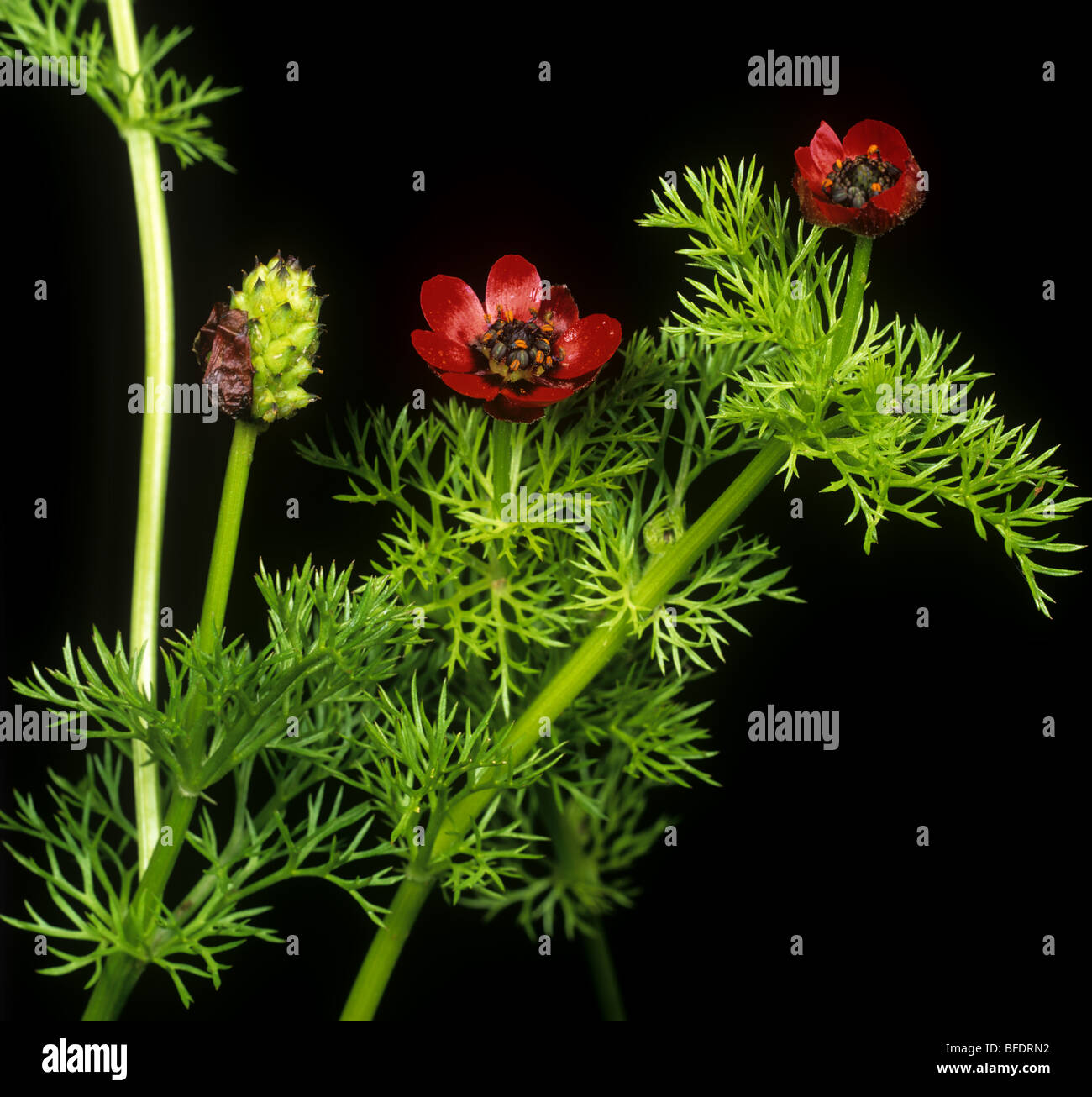 Pheasants eye (Adonis annua) flowers, leaves and seedhead forming Stock ...