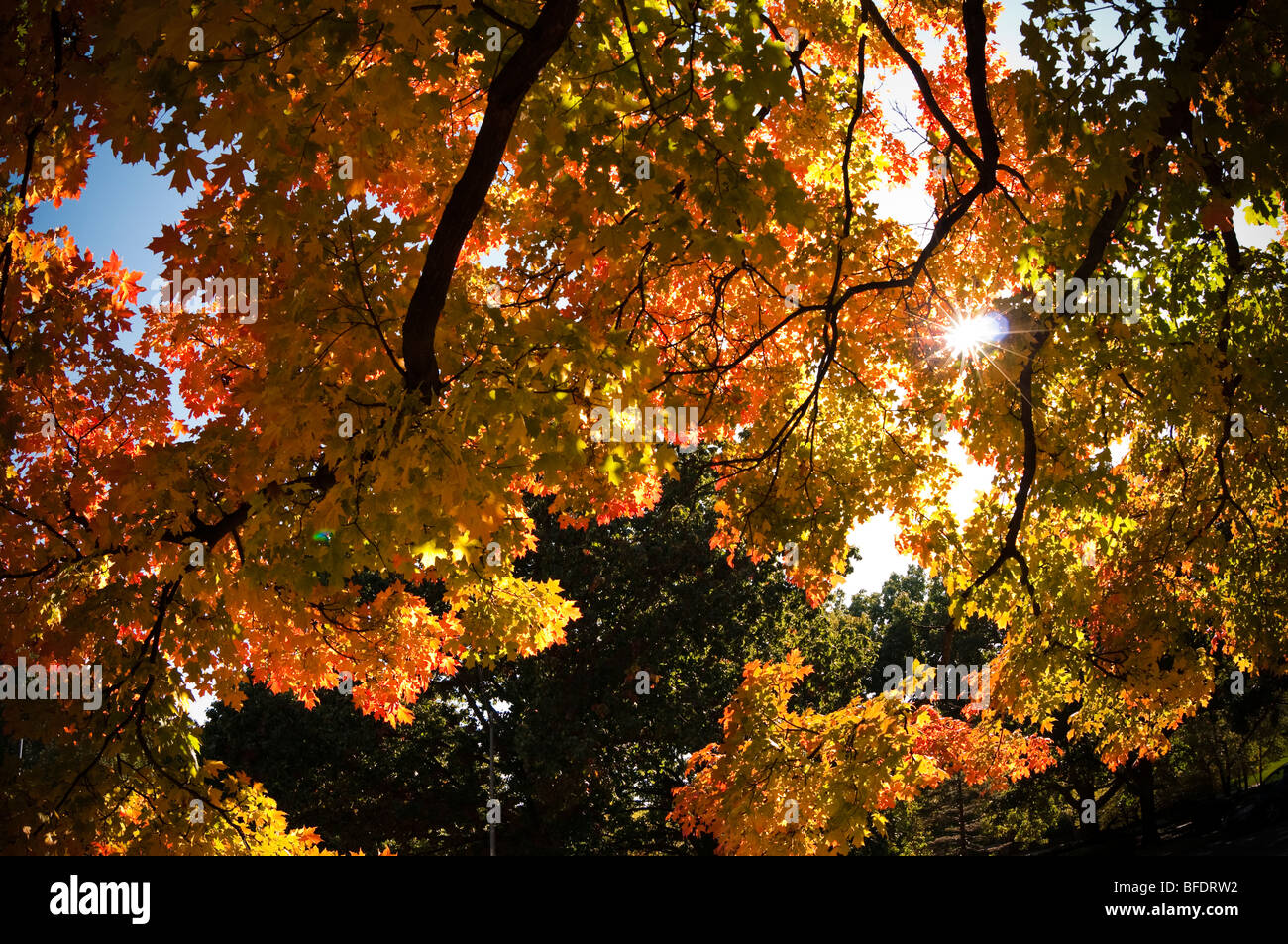 Looking up at autumn colors of a maple tree with the sun glaring threw ...