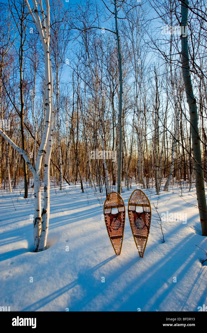 Birch (Betula papyrifera) forest and snowshoes in early spring, Mount ...