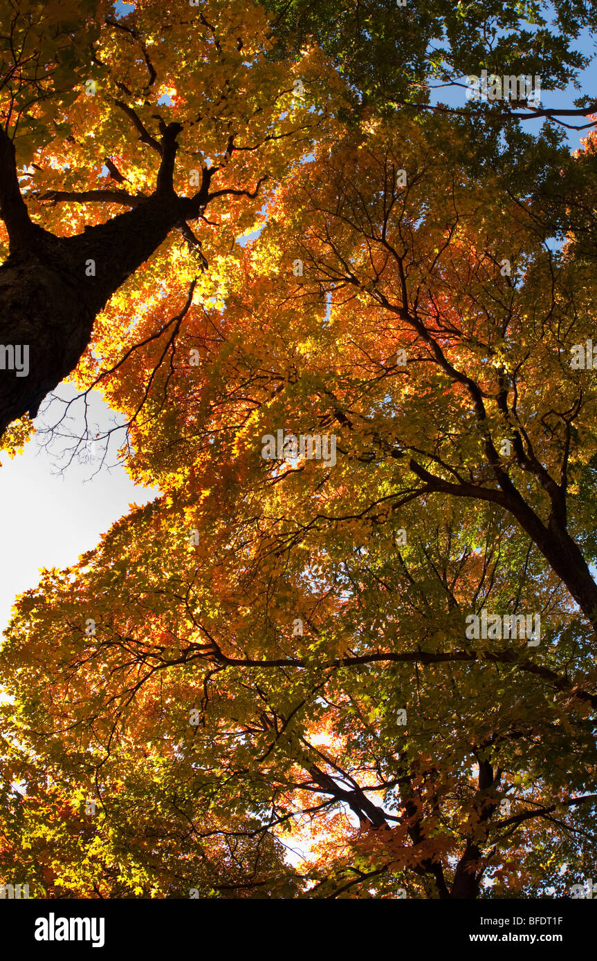 Tall maple trees from below hi-res stock photography and images - Alamy
