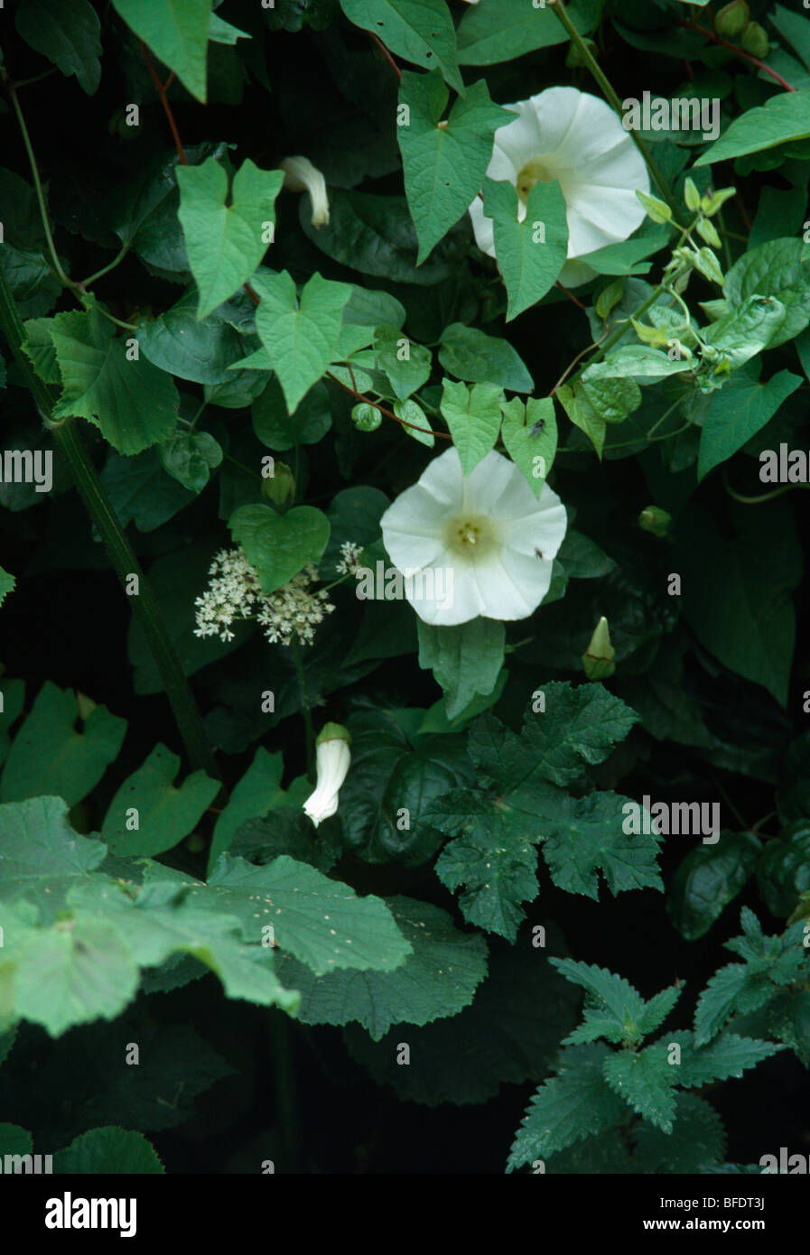 Bindweed plants hi-res stock photography and images - Alamy