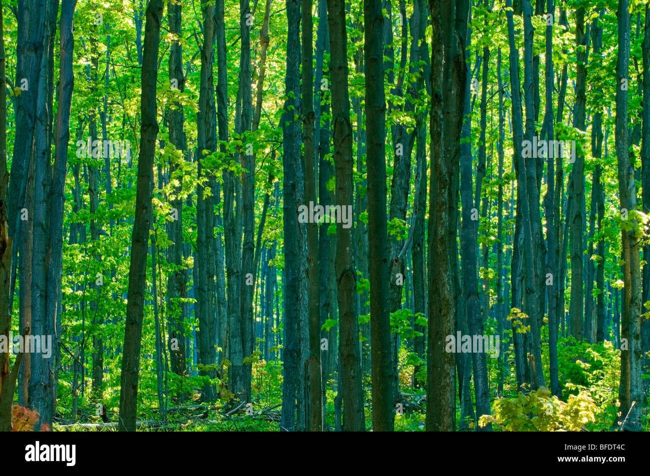 Inside a hardwood forest in the spring, Niagara Escarpment, Bruce ...