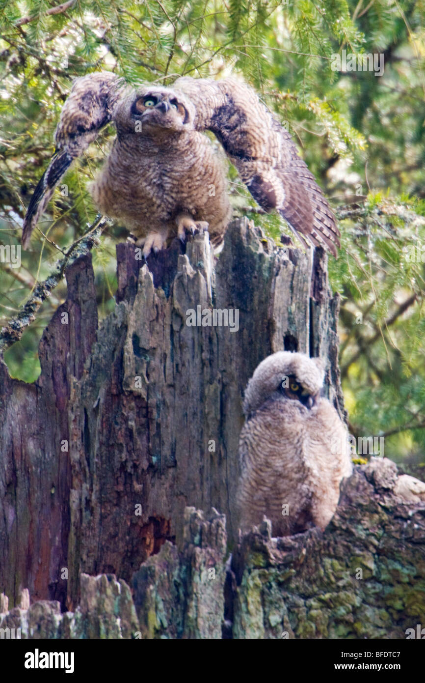 Vancouver Owl High Resolution Stock Photography and Images - Alamy
