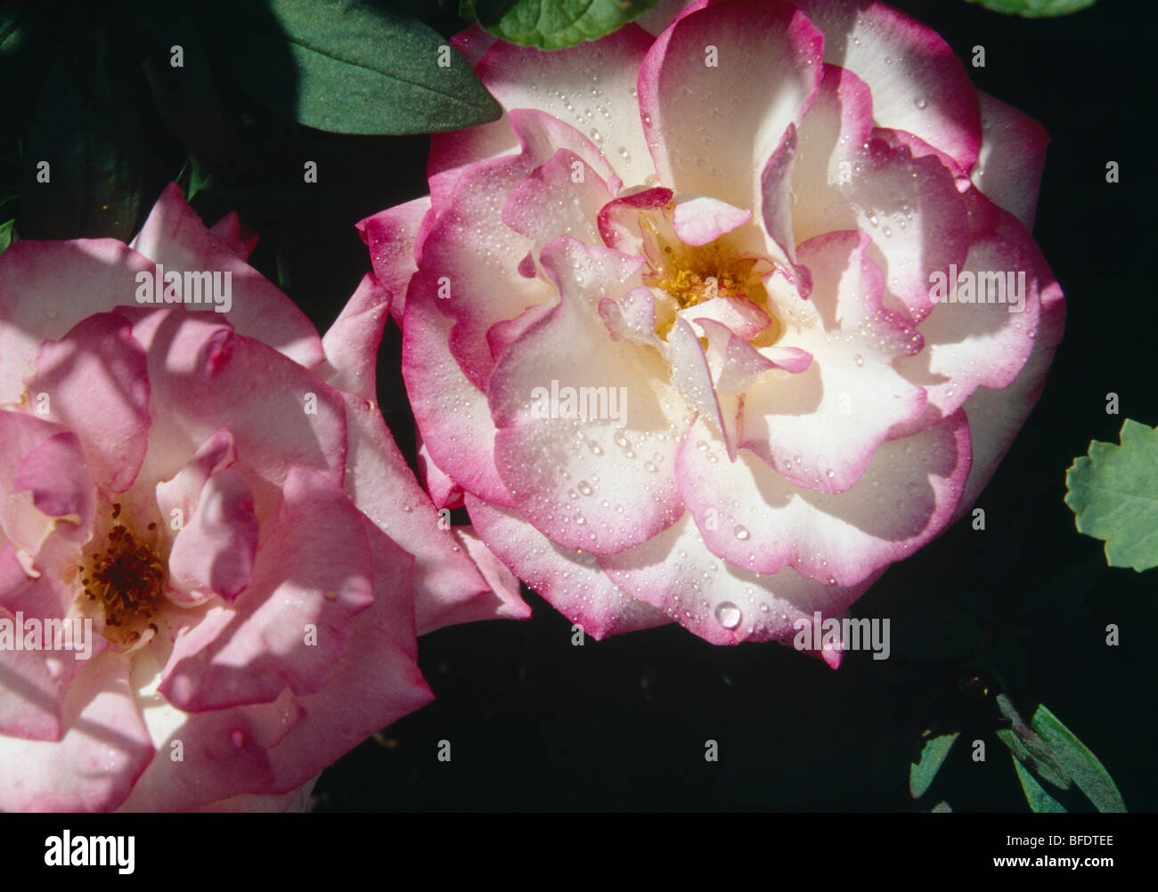 Cream with pink edged rose hi-res stock photography and images - Alamy