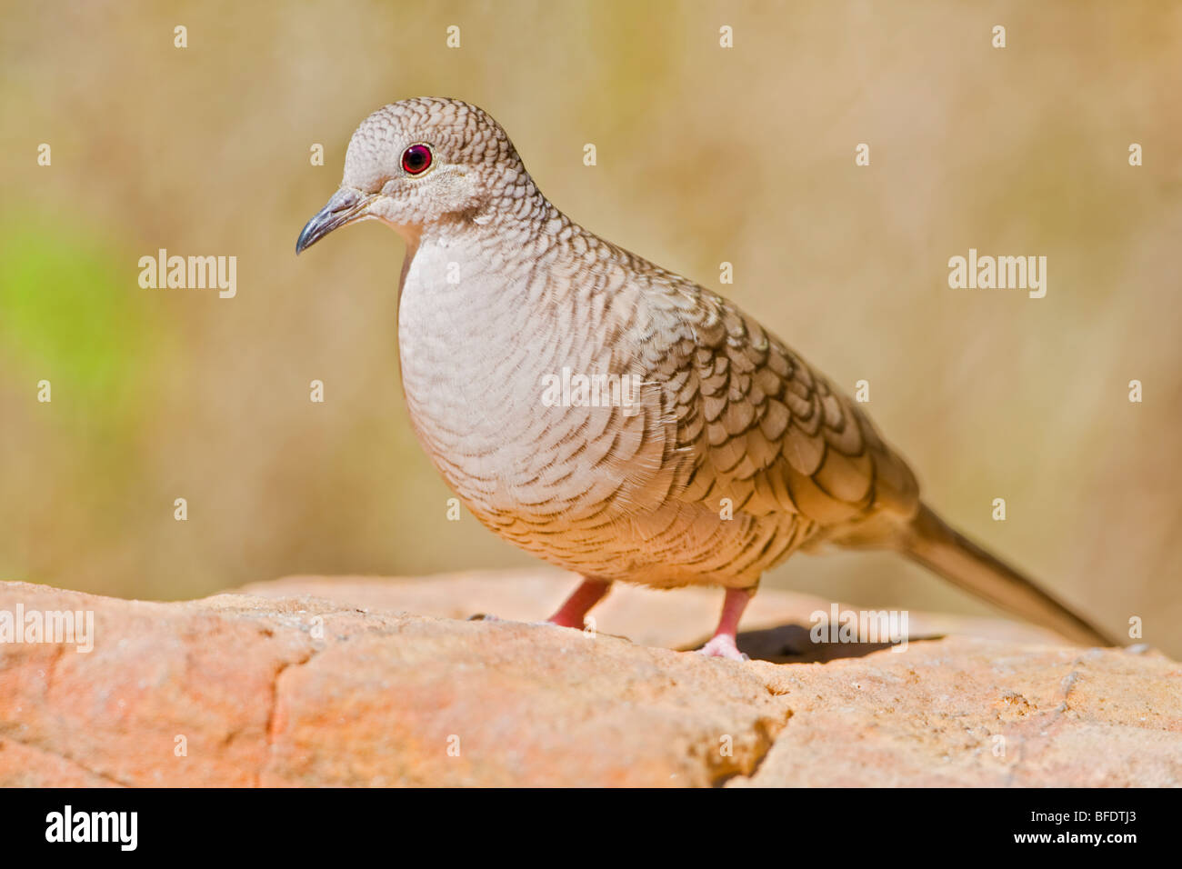 Inca Dove (Scardafella inca) perched on a red rock in the Rio Grande ...