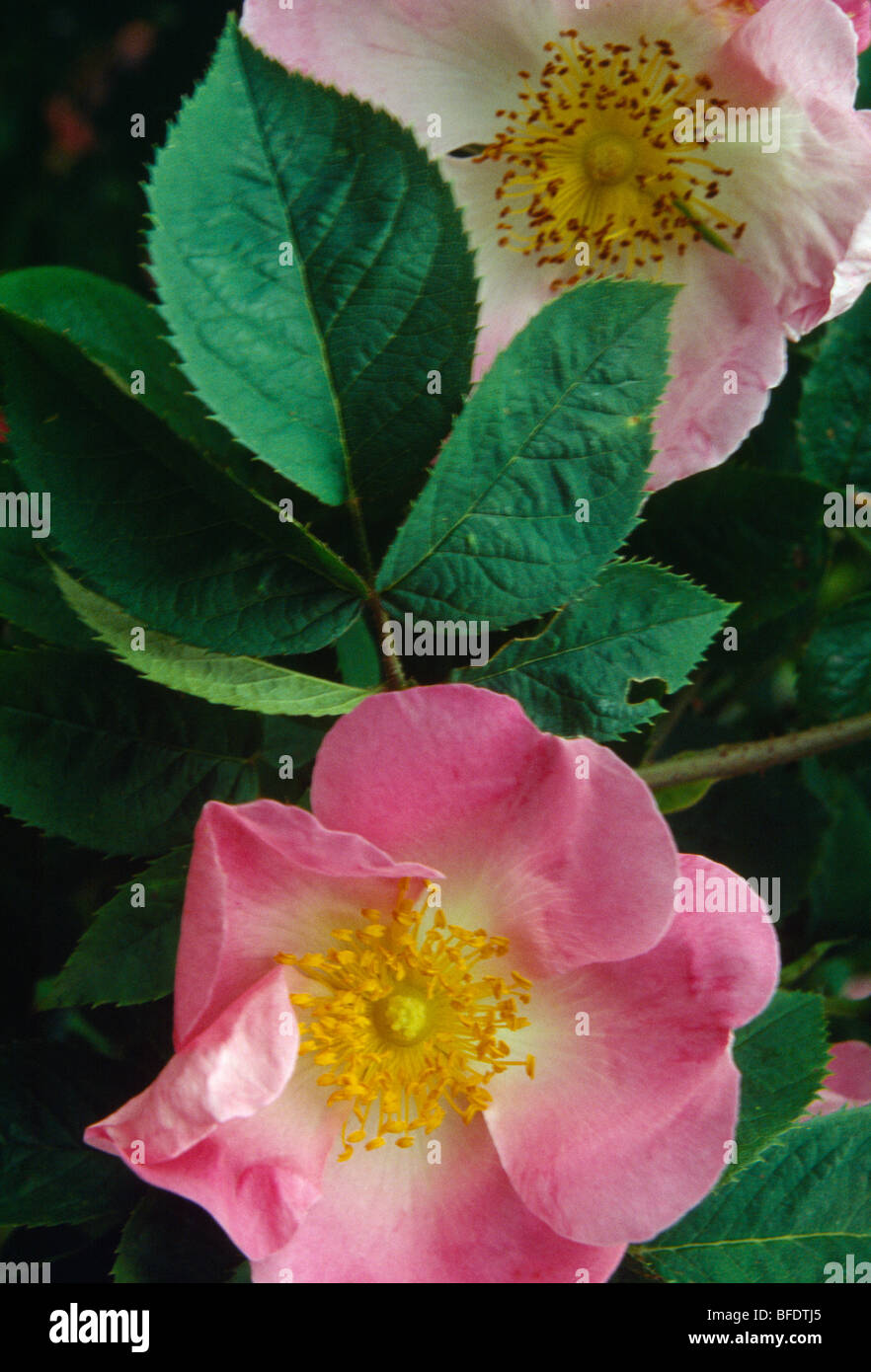 Close-up of pale pink single roses Stock Photo - Alamy