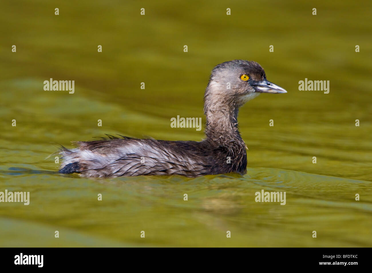Least Grebe (Tachybaptus dominicus) swimming at Estero Llano Grande ...