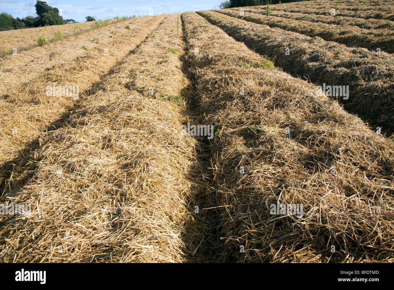 Carrot crop protection hi-res stock photography and images - Alamy