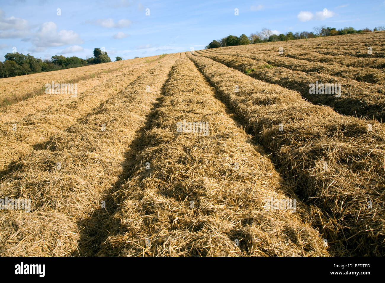 Straw clamping used to cover and protect carrot crop over winter ...