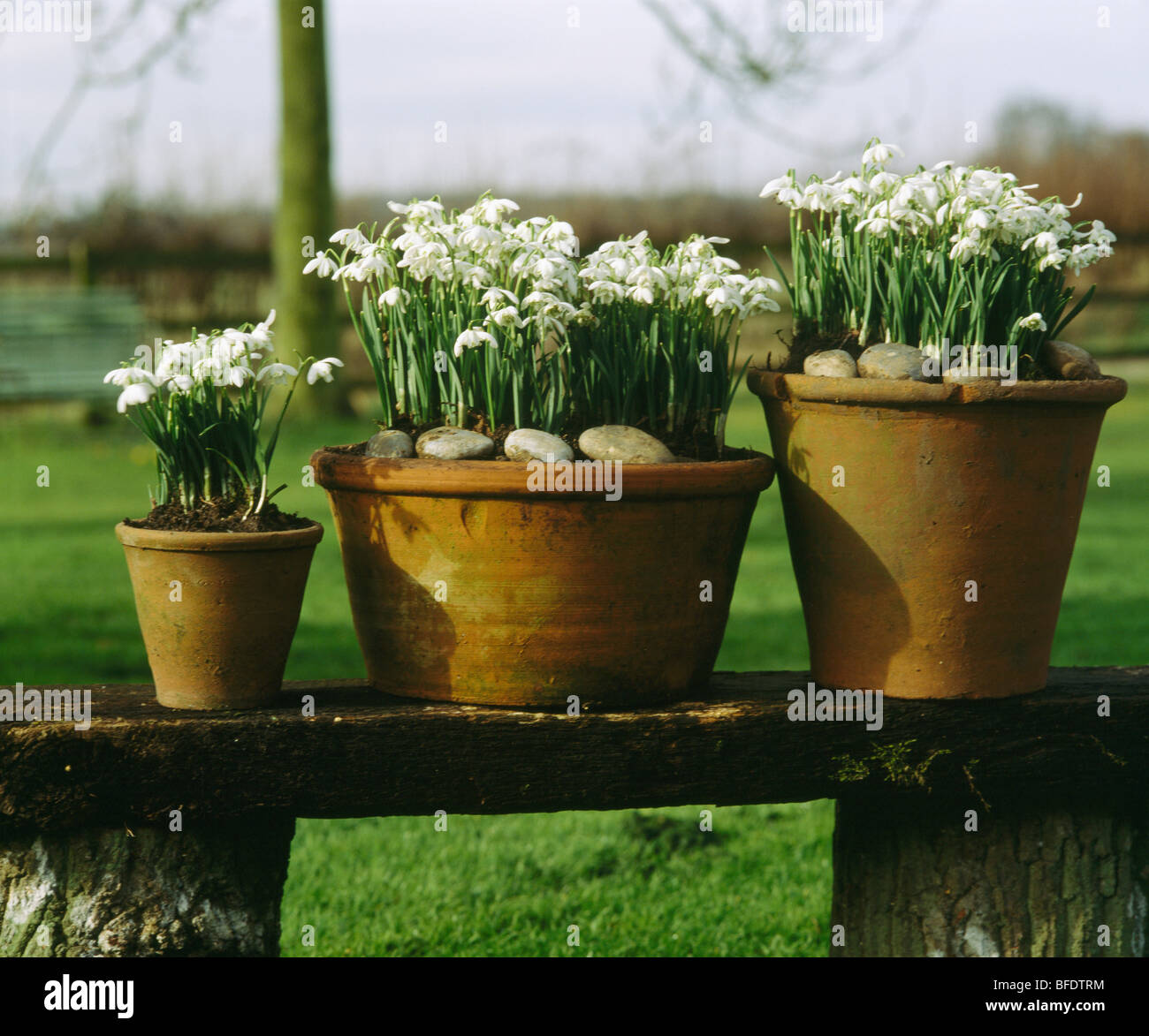 Snowdrop in container hi-res stock photography and images - Alamy