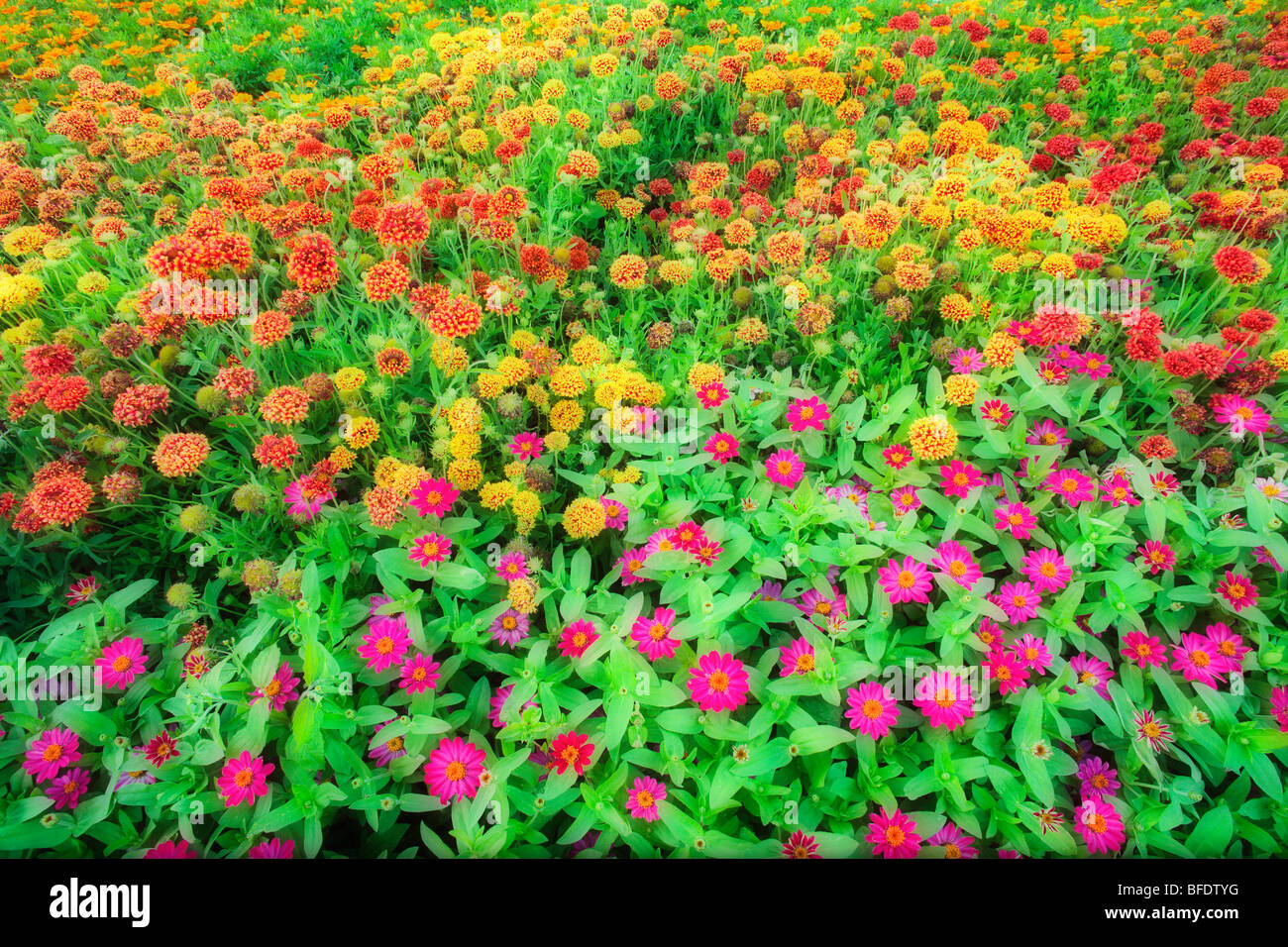 Colorful flower garden at the Niagara Botanical Gardens, Niagara Falls ...