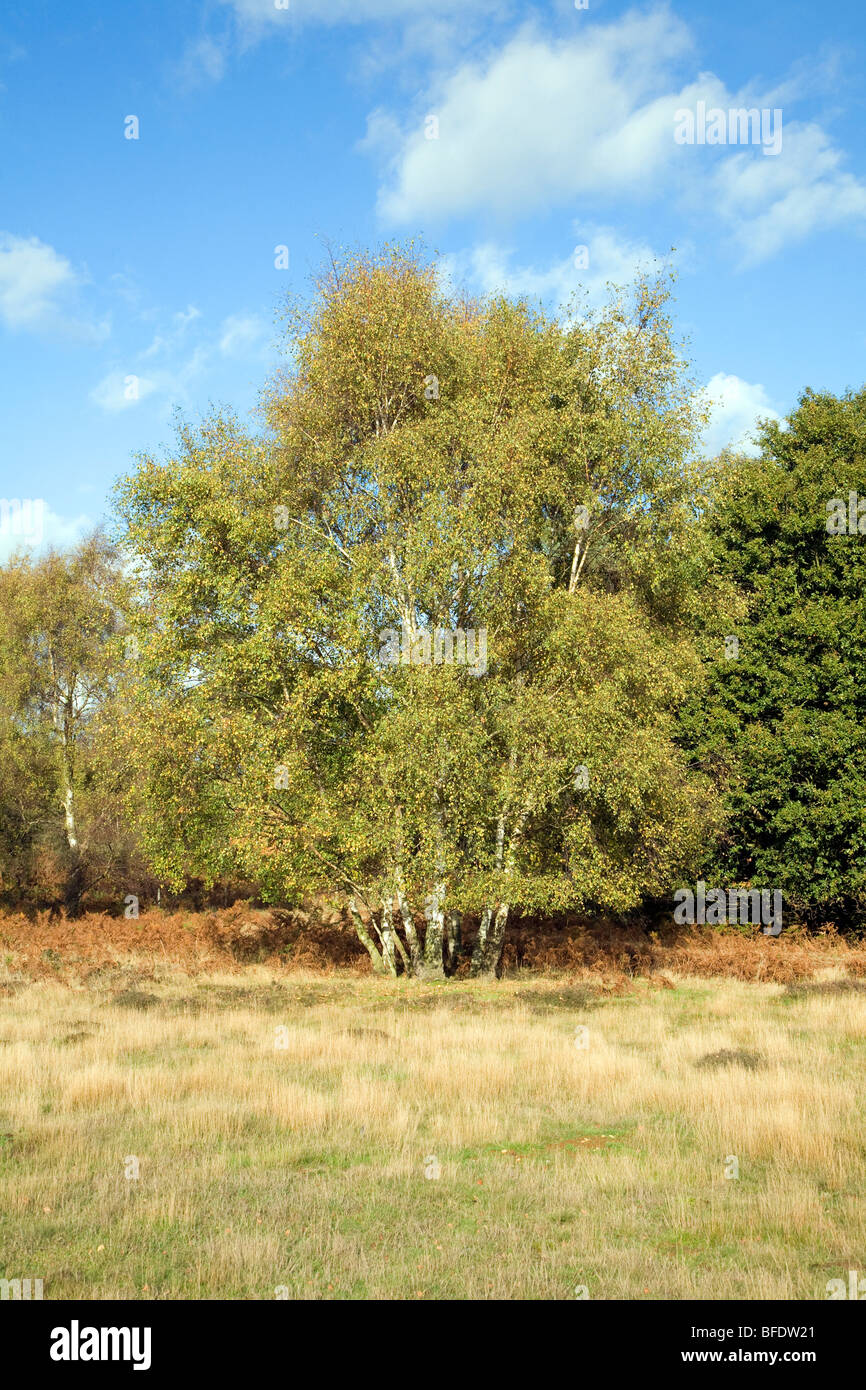 Silver birch heathland hi-res stock photography and images - Alamy