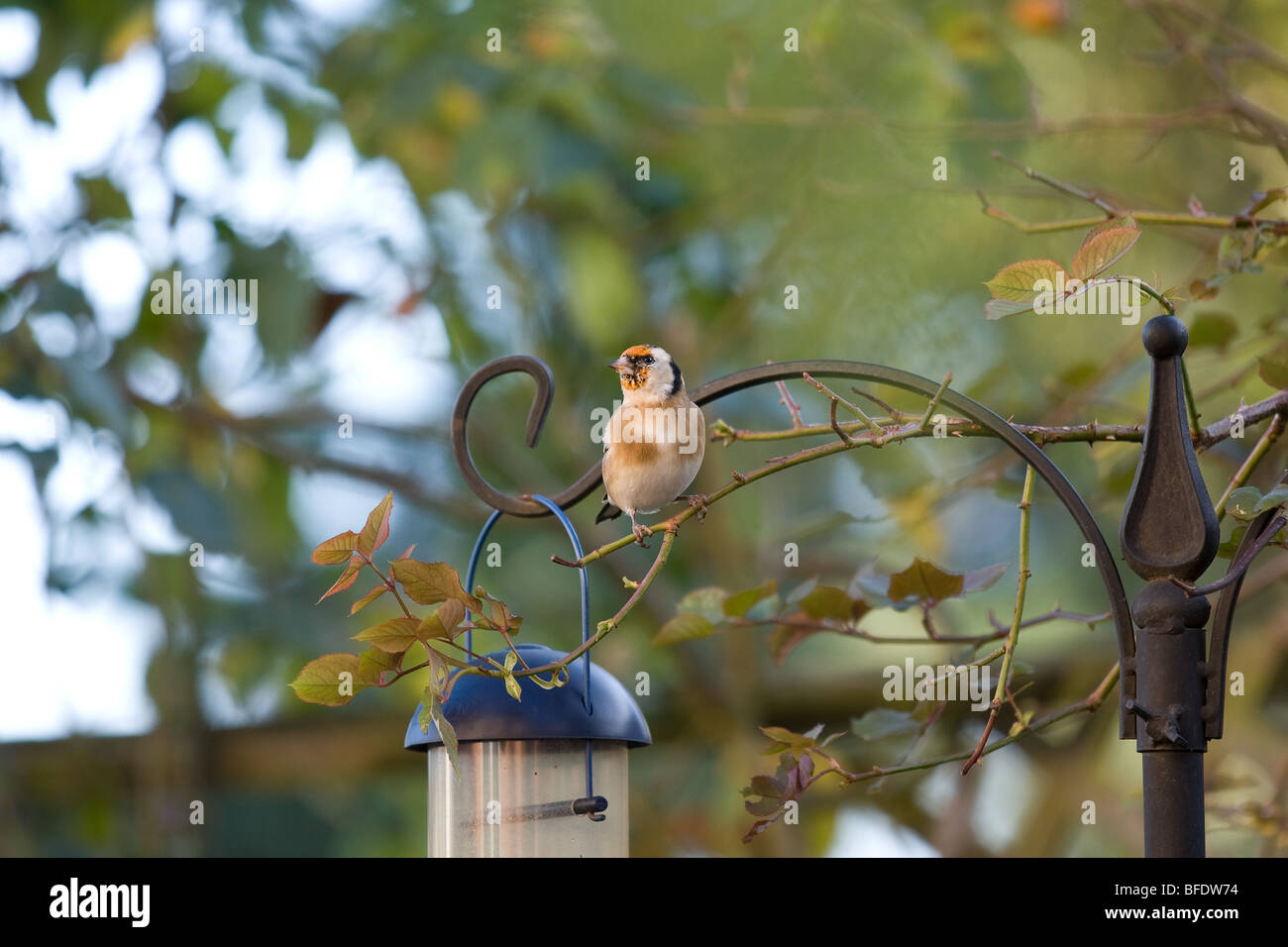 Rose finch hi-res stock photography and images - Alamy
