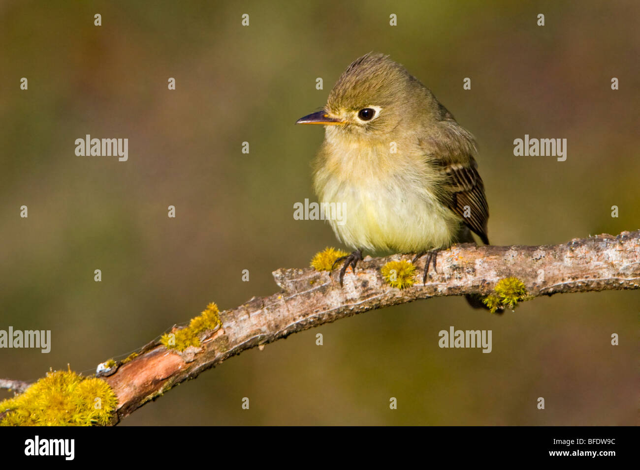 Pacific Slope Flycatcher