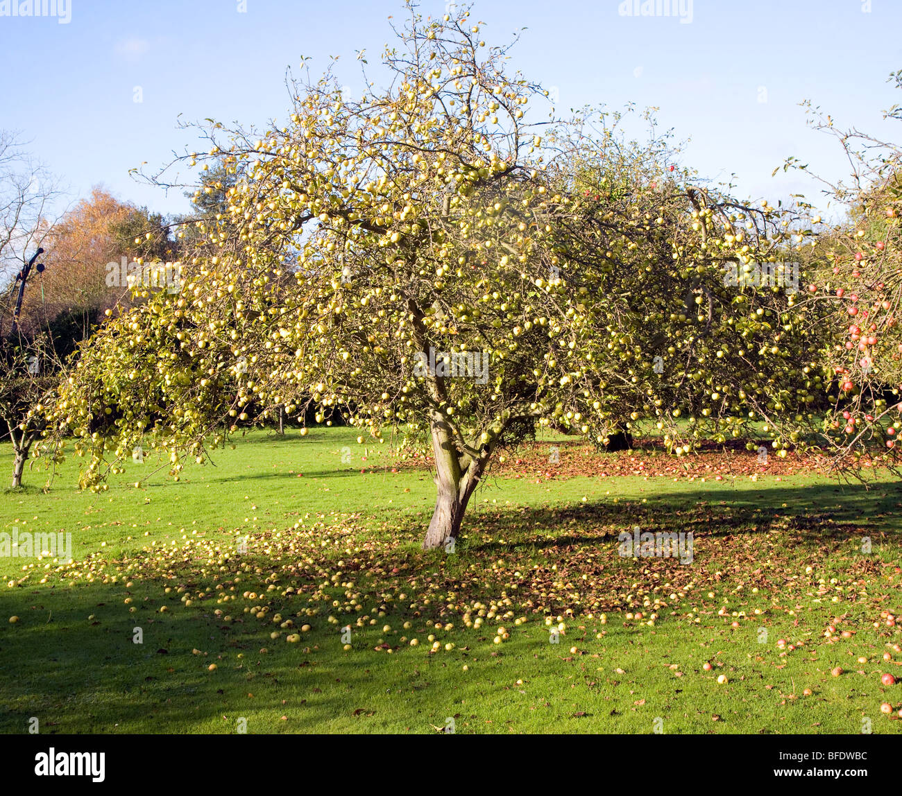 Apple tree orchard shedding apples in autumn, Suffolk, England Stock ...