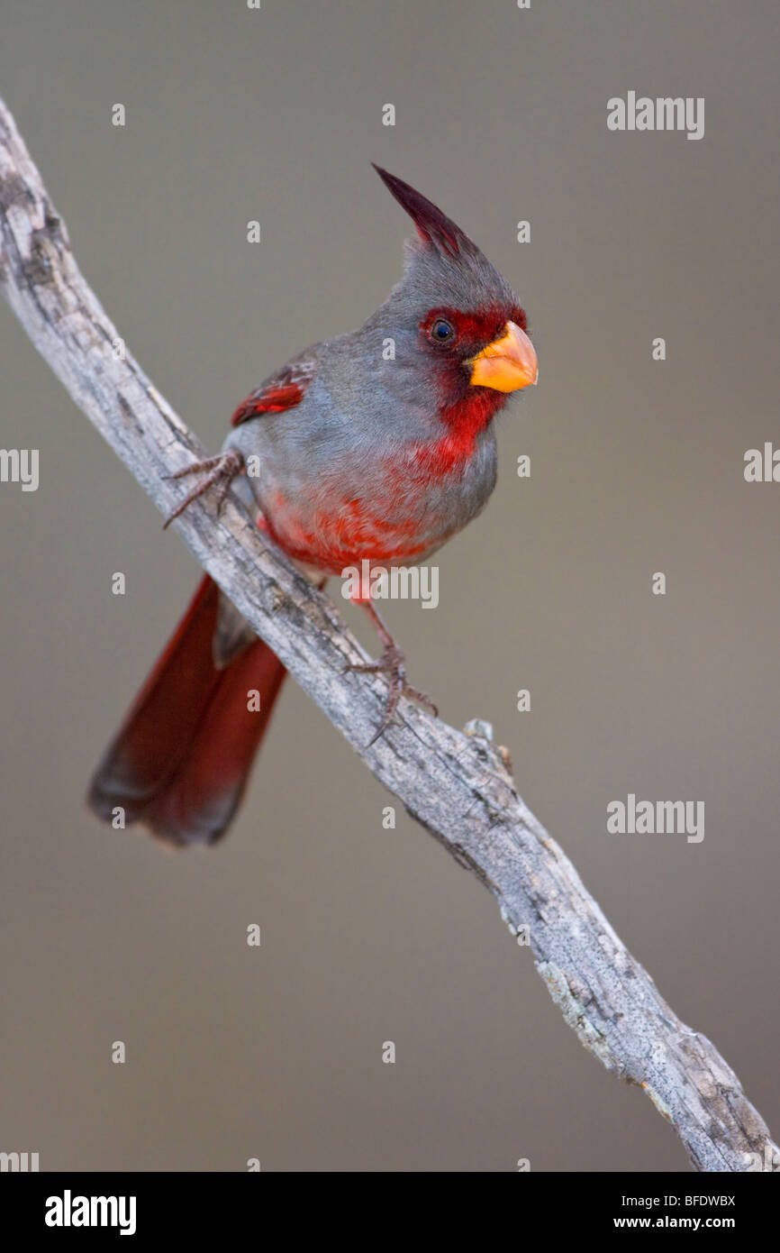 Cardinalis cardinalis perching hi-res stock photography and images - Alamy