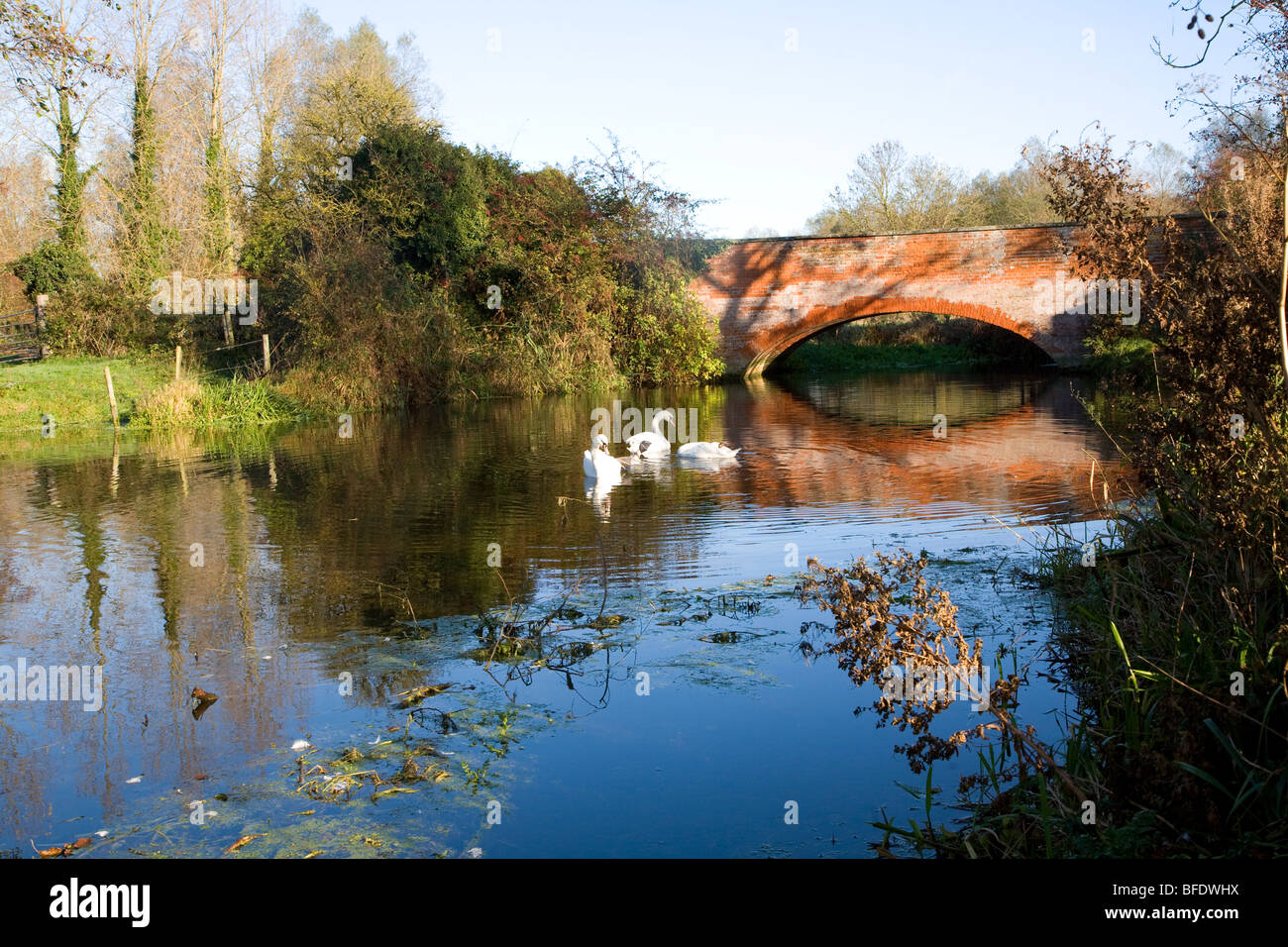 Swans on river deben by red brick bridge hi-res stock photography and ...