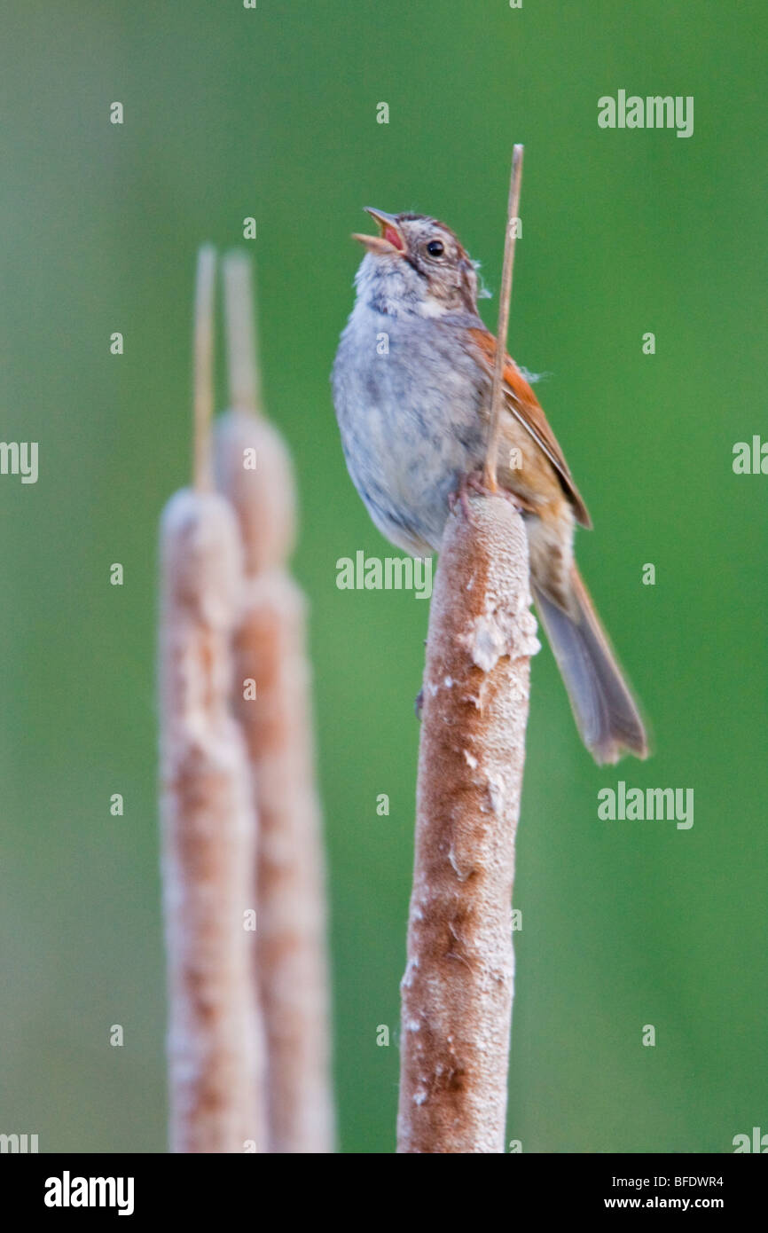 Swamp sparrow (Melospiza georgiana) perched on a cattail in a swamp ...