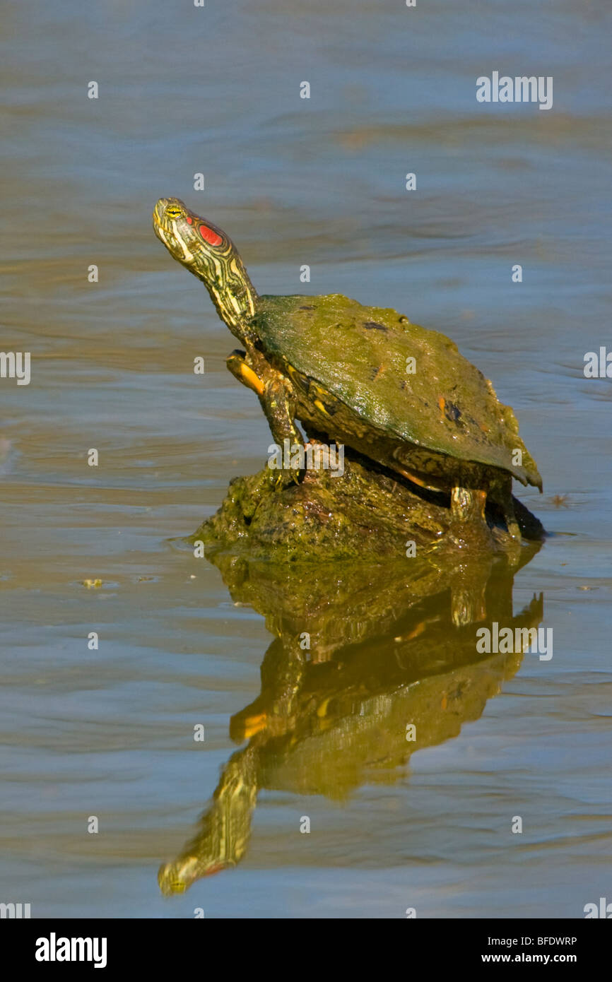 Chrysemys picta hi-res stock photography and images - Alamy