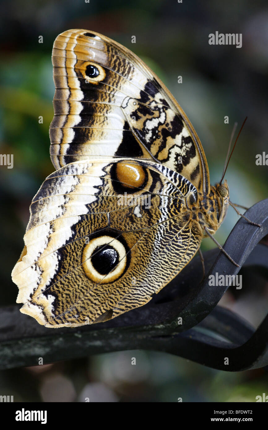 Owl Butterfly (Caligo memnon Stock Photo - Alamy
