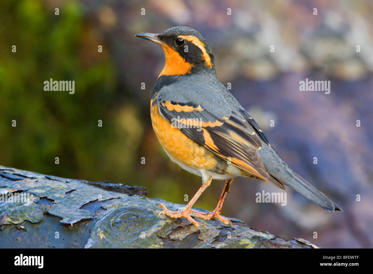 Varied thrushes hi-res stock photography and images - Alamy