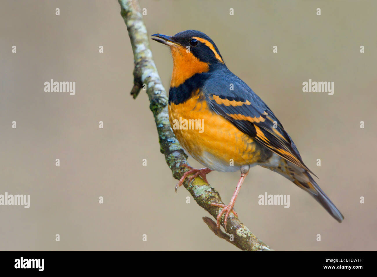 Varied thrush ixoreus naevius perched hi-res stock photography and ...